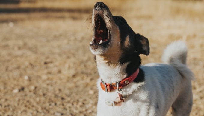 20 Most Talkative Dog Breeds That Bark the Most