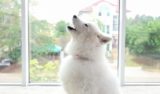 20 Most Talkative Dog Breeds That Bark the Most