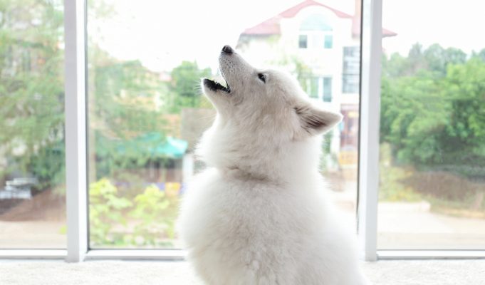 20 Most Talkative Dog Breeds That Bark the Most