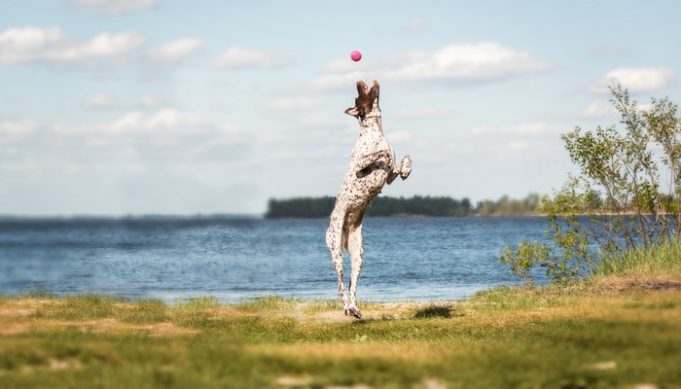 26 Most Active Dogs for Energetic and Outgoing Dog Owners