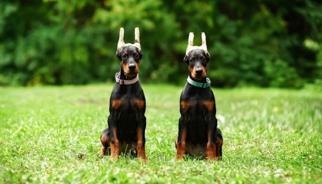 A Case Against Cutting Dogs Tails and Ears (and why you mustn't do it)