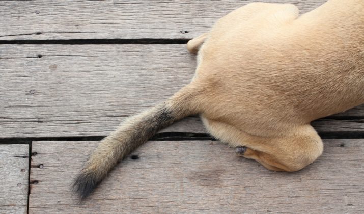 What Is Happy Tail Syndrome in Dogs and How To Treat It? – Top Dog Tips