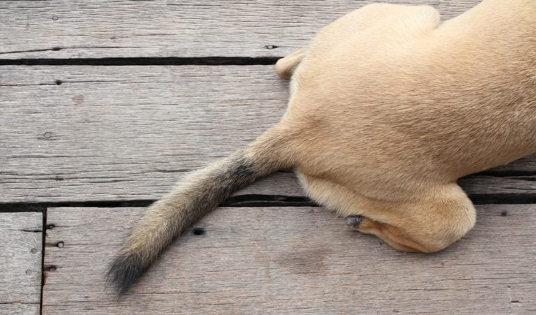 What Is Happy Tail Syndrome in Dogs and How To Treat It? – Top Dog Tips