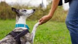What is Dog Operant Conditioning Training and How To Use It
