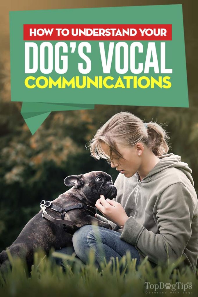 Dog Sounds: What Is Your Dog Telling You and How to Understand?
