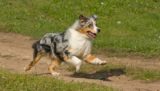 25 Fastest Dog Breeds On the Planet – Top Dog Tips