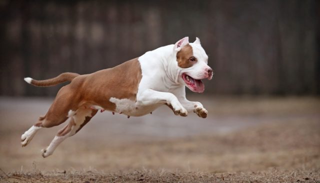 25 Fastest Dog Breeds On the Planet – Top Dog Tips