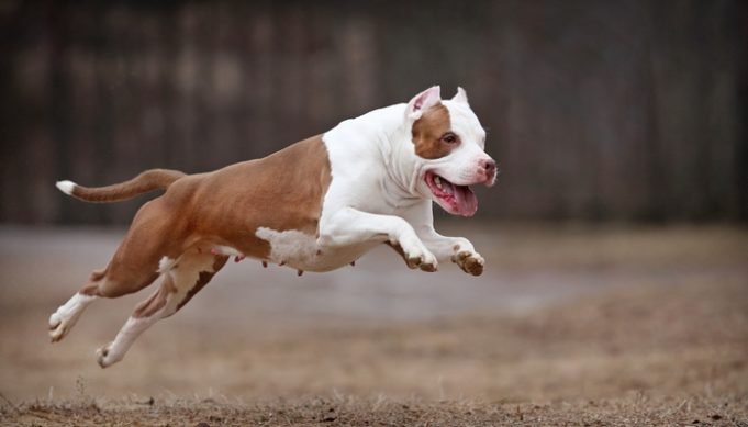 25 Fastest Dog Breeds On the Planet – Top Dog Tips