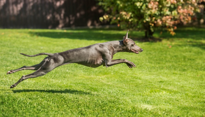 25 Fastest Dog Breeds On the Planet – Top Dog Tips