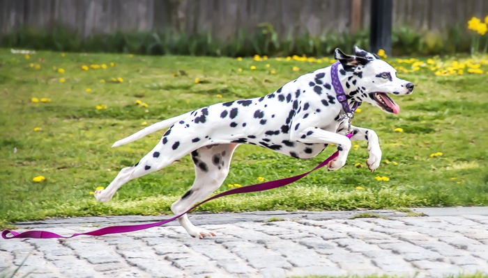 25 Fastest Dog Breeds On the Planet – Top Dog Tips