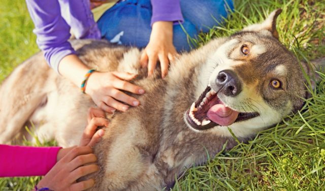 Why Do Pets Make Us Happy? – Top Dog Tips