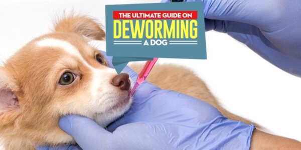 How to Deworm a Dog with Pictures: Natural and Veterinary Treatments
