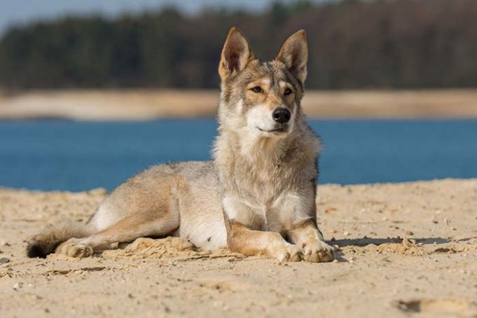 25 Wolf Dog Breeds That Share the Most Characteristics with Wolves