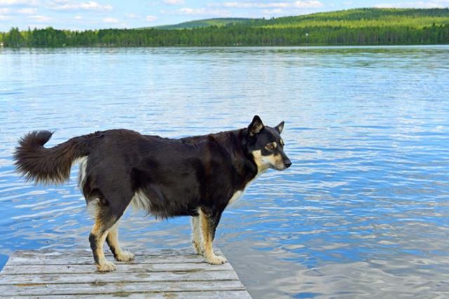 25 Wolf Dog Breeds (with Same Characteristics to Wolves)