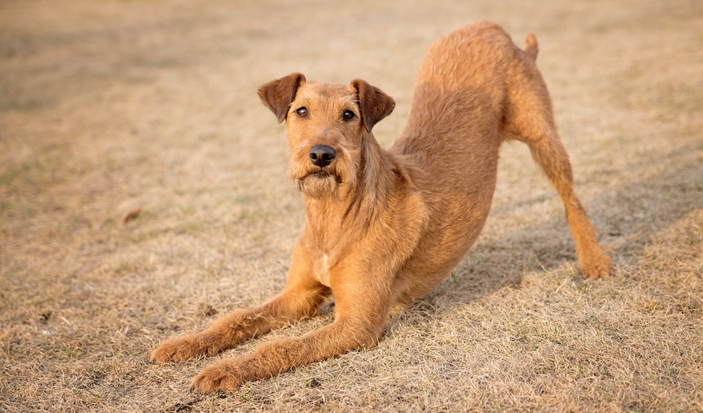 38 Non Shedding Dog Breeds Recommended For Allergic People 38 Non Shedding Dog Breeds Recommended For Allergic People