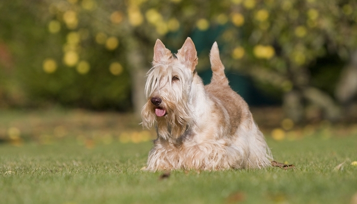 35 Non Shedding Dog Breeds (Dogs That Don't Shed RANKED)