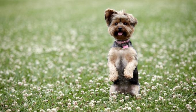 35 Non Shedding Dog Breeds – Ranked in Order
