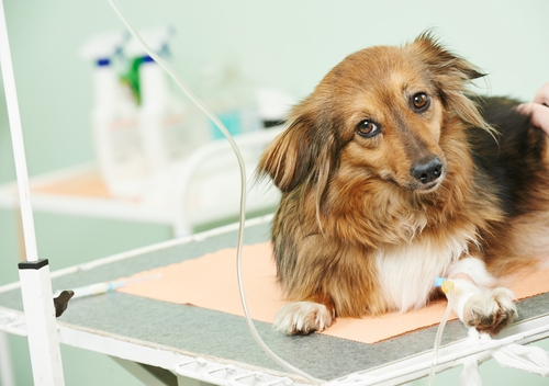 8 Science-based Ways to Treat and Prevent Parvovirus in Dogs (Proven)