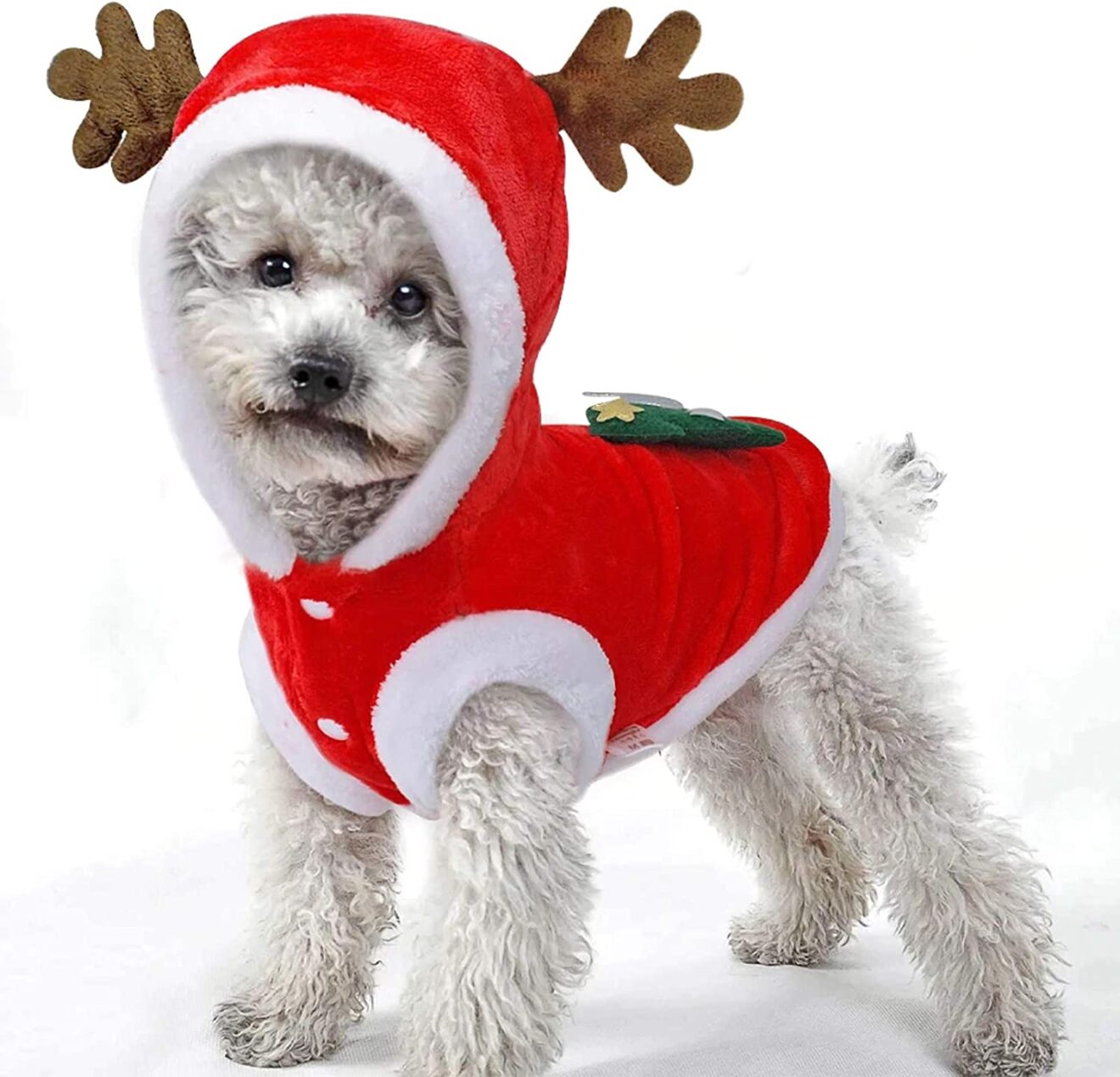Top 23 Best Dog Christmas Outfits and Costumes to Dress Up Your Pup