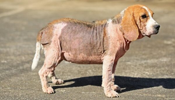 6 Serious Dog Skin Conditions That Will Require Your Full Attention