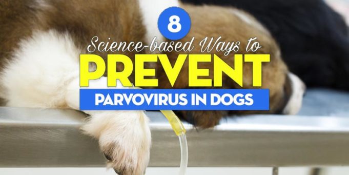 8 Science-based Ways to Treat and Prevent Parvovirus in Dogs (Proven)
