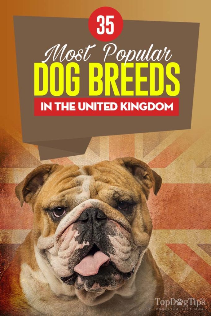35 Most Popular Dog Breeds in the UK – Top Dog Tips