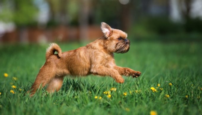 25 Slowest Dog Breeds On the Planet (Perfect for Slow Daily Walks)