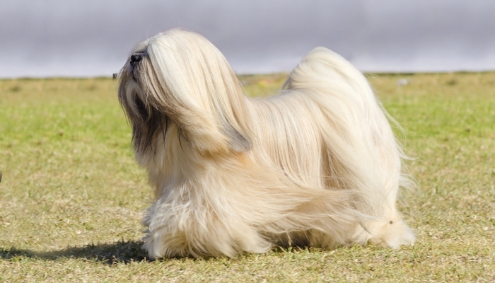 25 Slowest Dog Breeds On the Planet (Perfect for Slow Daily Walks)
