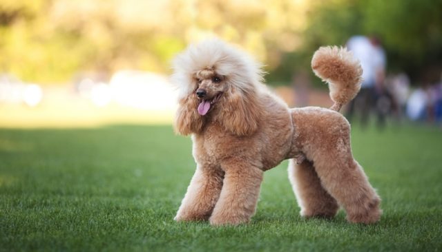 25 Slowest Dog Breeds On the Planet (Perfect for Slow Daily Walks)