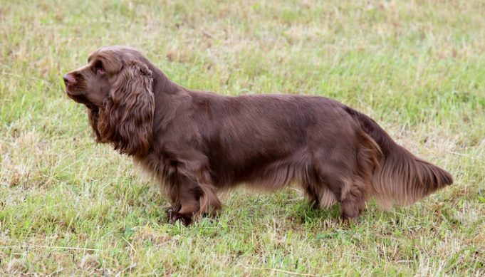 25 Slowest Dog Breeds On the Planet (Perfect for Slow Daily Walks)