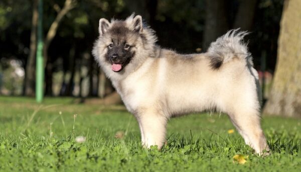 25 Slowest Dog Breeds On the Planet (Perfect for Slow Daily Walks)