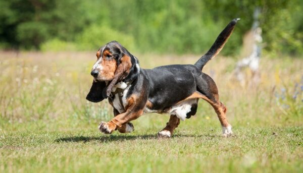 25 Slowest Dog Breeds On the Planet (Perfect for Slow Daily Walks)