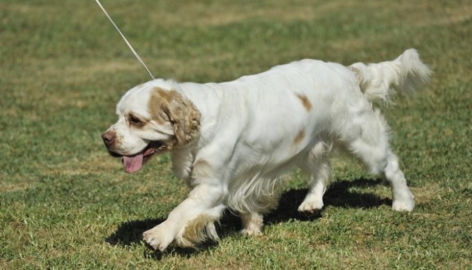 25 Slowest Dog Breeds On the Planet (Perfect for Slow Daily Walks)