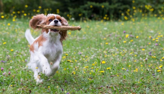 25 Slowest Dog Breeds On the Planet (Perfect for Slow Daily Walks)