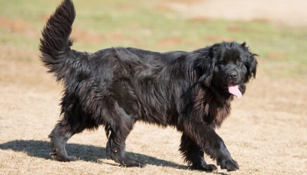25 Slowest Dog Breeds On the Planet (Perfect for Slow Daily Walks)
