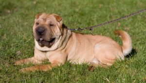 25 Slowest Dog Breeds On the Planet (Perfect for Slow Daily Walks)