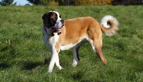 25 Slowest Dog Breeds On the Planet (Perfect for Slow Daily Walks)