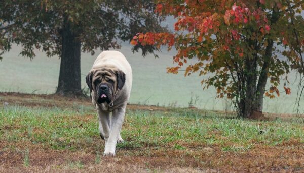 25 Slowest Dog Breeds On the Planet (Perfect for Slow Daily Walks)