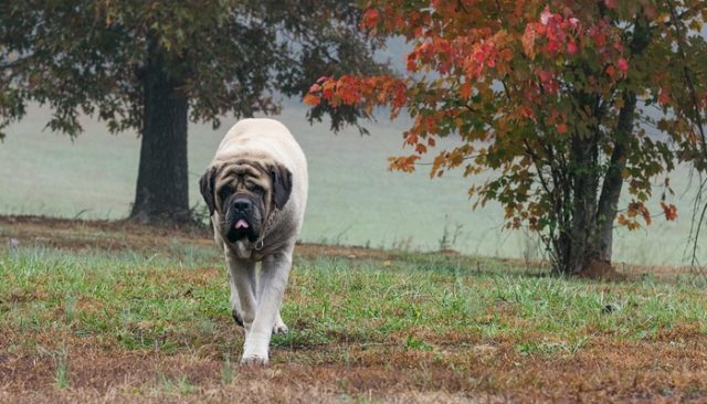 25 Slowest Dog Breeds On the Planet (Perfect for Slow Daily Walks)