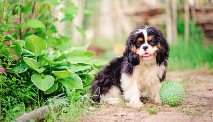 25 Slowest Dog Breeds On the Planet (Perfect for Slow Daily Walks)