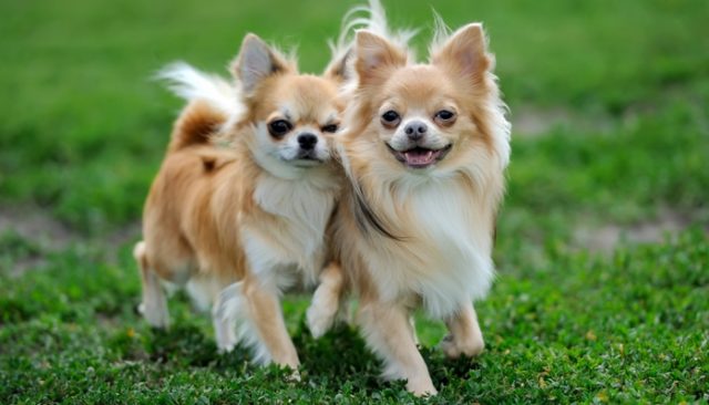 25 Slowest Dog Breeds On the Planet (Perfect for Slow Daily Walks)