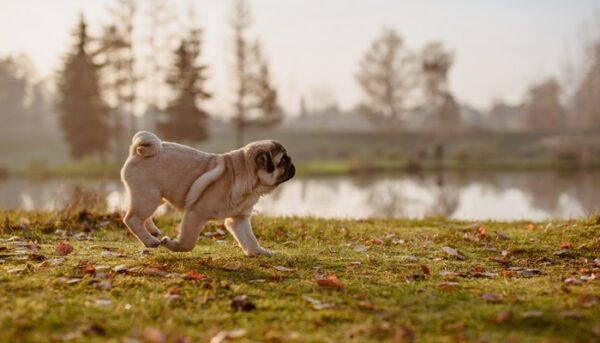 25 Slowest Dog Breeds On the Planet (Perfect for Slow Daily Walks)