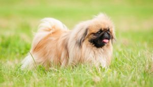 25 Slowest Dog Breeds On the Planet (Perfect for Slow Daily Walks)