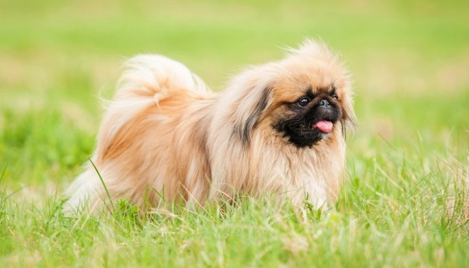 25 Slowest Dog Breeds On the Planet (Perfect for Slow Daily Walks)