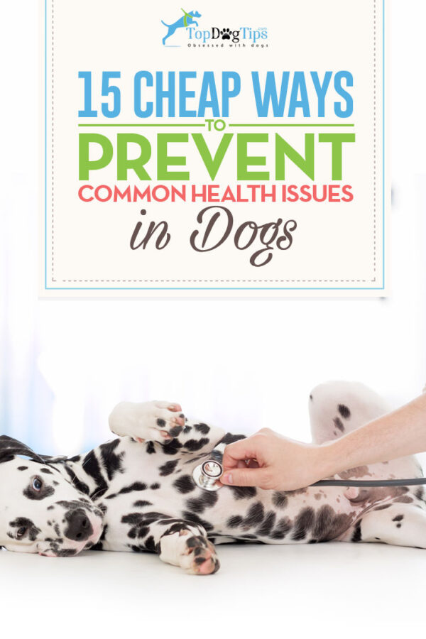 15 Cheap Ways to Prevent Common Health Issues in Dogs on a Budget