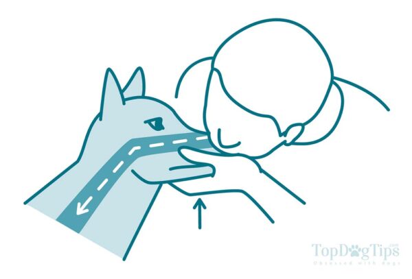 How to Do CPR On a Dog: A Detailed Guide for Beginners