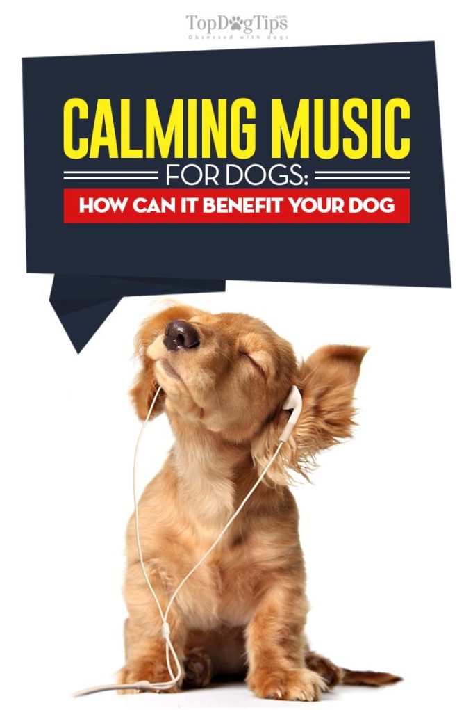 Calming Music For Dogs What Is It And How Can It Benefit Your Dog calming-music-for-dogs-what-is-it-and-how-can-it-benefit-your-dog