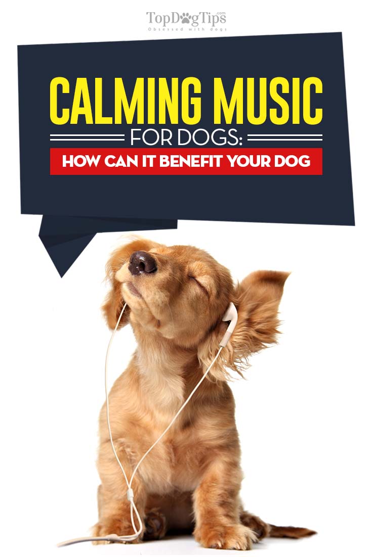 Calming Music For Dogs What Is It And How Can It Benefit Your Dog Calming Music For Dogs What Is It And How Can It Benefit Your Dog