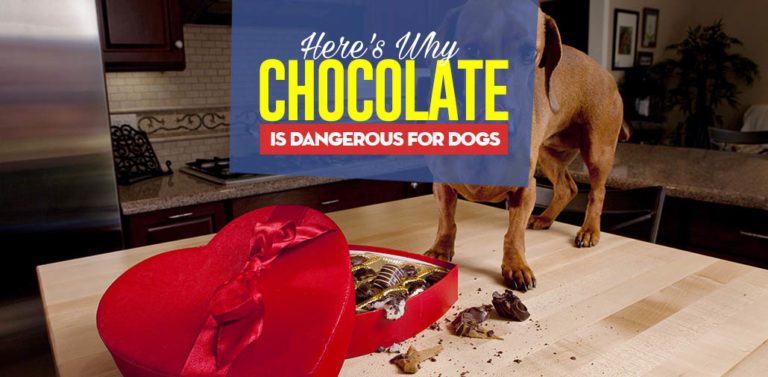 Can Dogs Eat Chocolate and Why Is Chocolate Bad for Dogs Exactly?