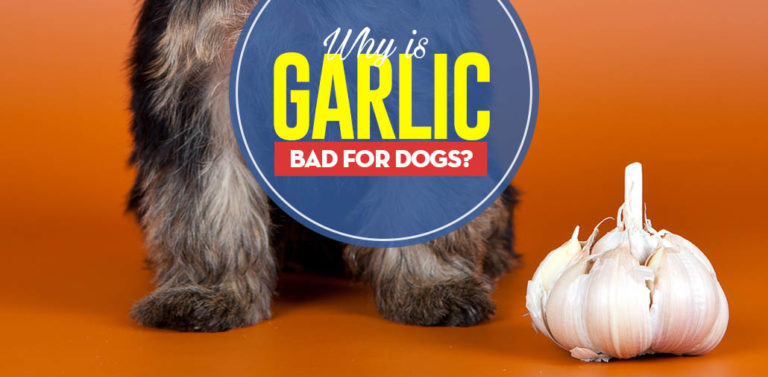 Why Is Garlic Bad for Dogs and Can Dogs Eat Garlic in Small Amounts?